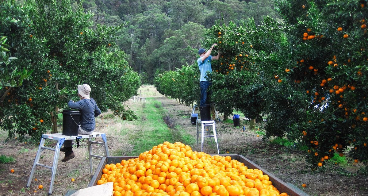 The Australian Workers' Union : The Australian Workers' Union