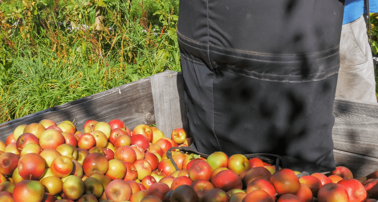 AWU wins another major legal victory for horticulture workers - The ...