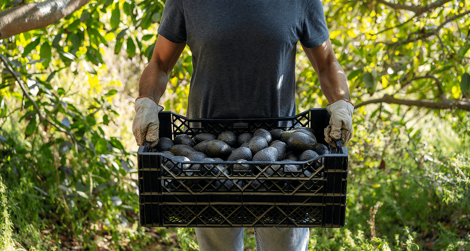 The Australian Workers' Union : The Australian Workers' Union